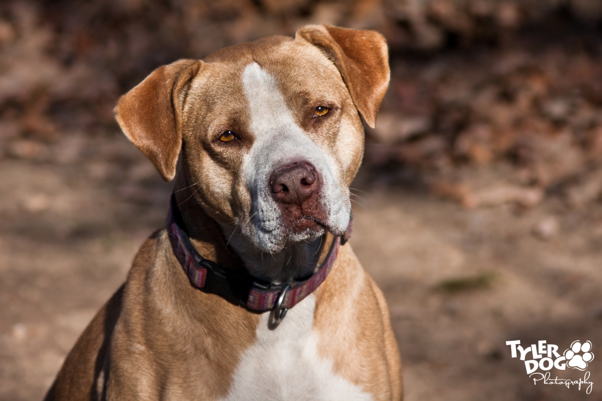Welcome to the new TylerDog web site! » TylerDog ~ Pet Photography ...
