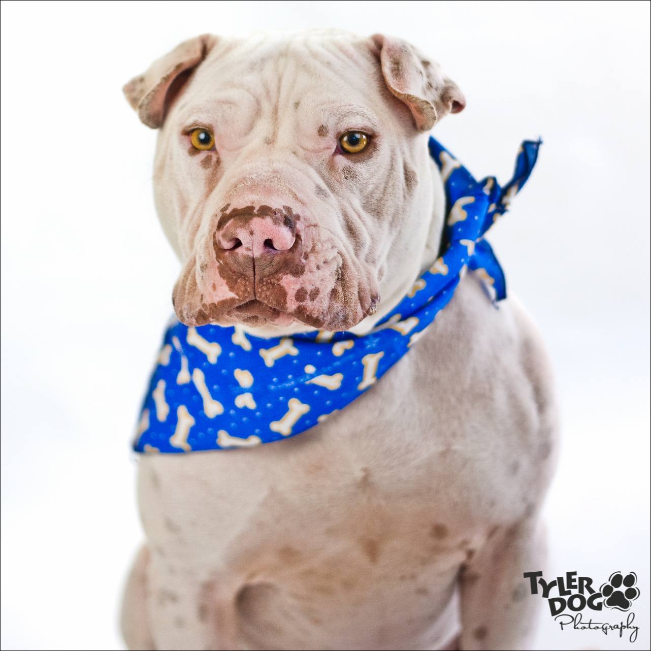 DogTales: Hercules » TylerDog ~ Pet Photography & Greeting Cards
