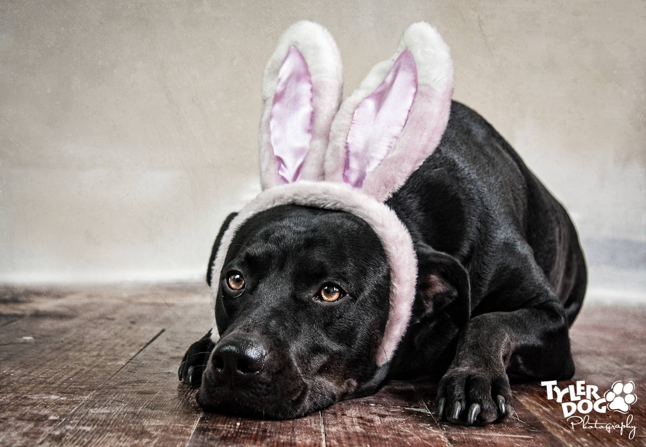Happy Easter! » TylerDog ~ Pet Photography & Greeting Cards