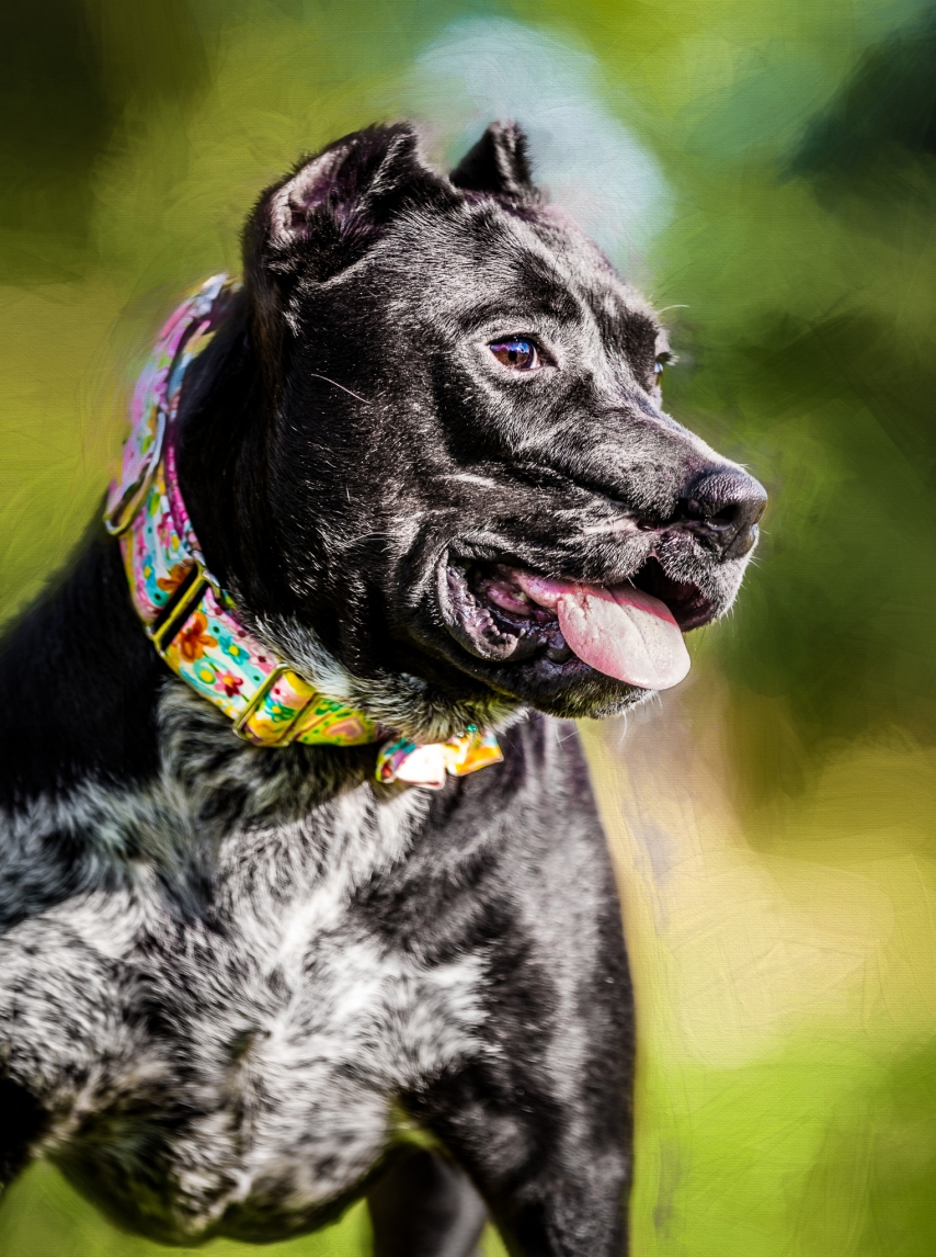 Gracie the Survivor » TylerDog ~ Pet Photography & Greeting Cards